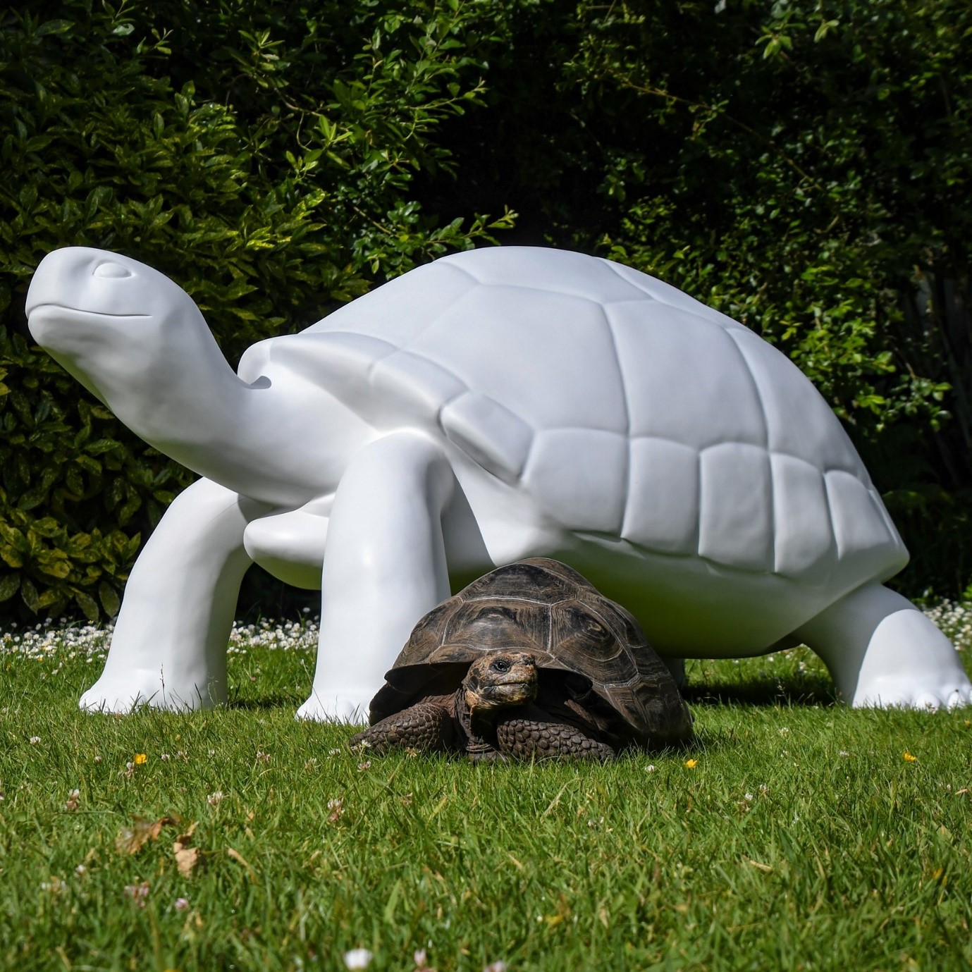 Virteffic sponsor Durrell Tortoise for Trinity school | Virteffic Limited